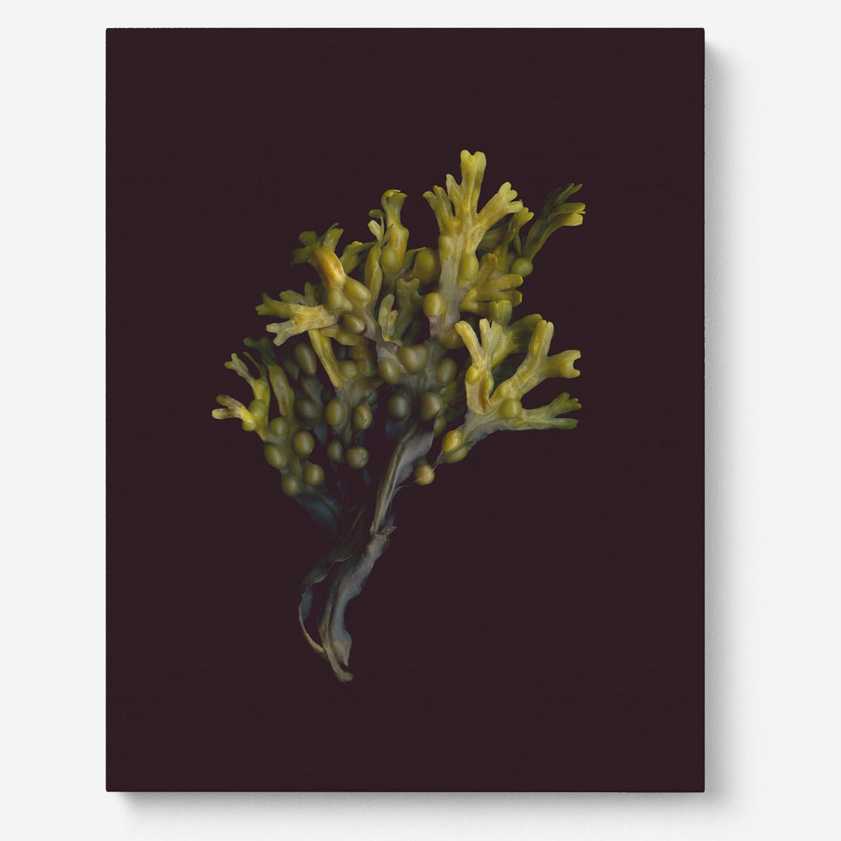 Varech / Giclée Sur Toile – Raoul et Simone