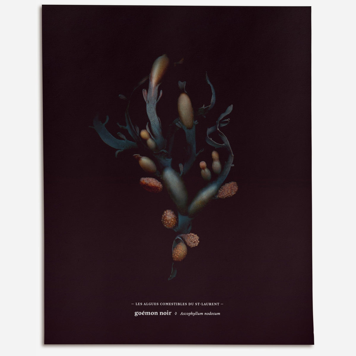 Rockweed (Ascophyllum nodosum) – Raoul et Simone